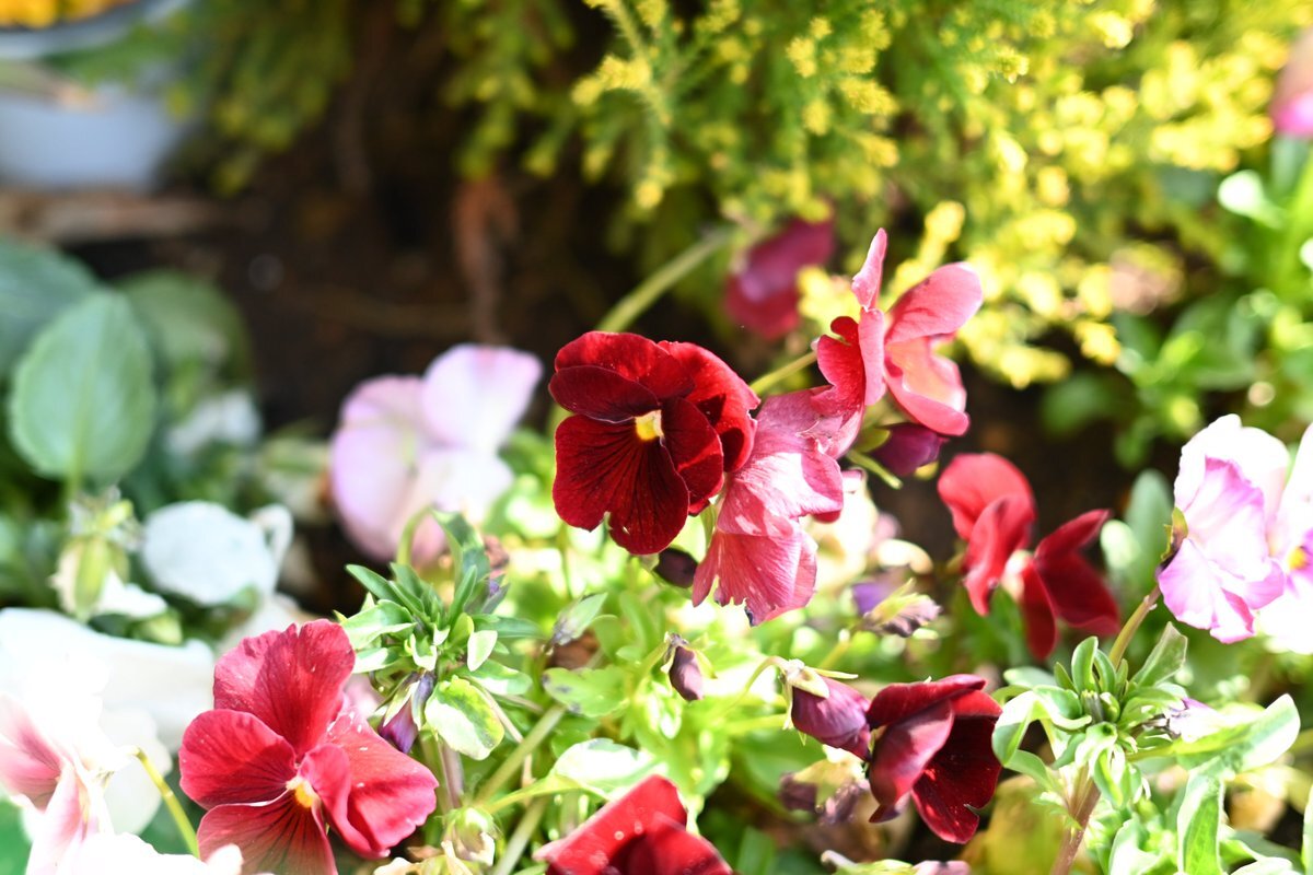 (株)SUMCO【3436】：株つぶやき - Yahoo!ファイナンス