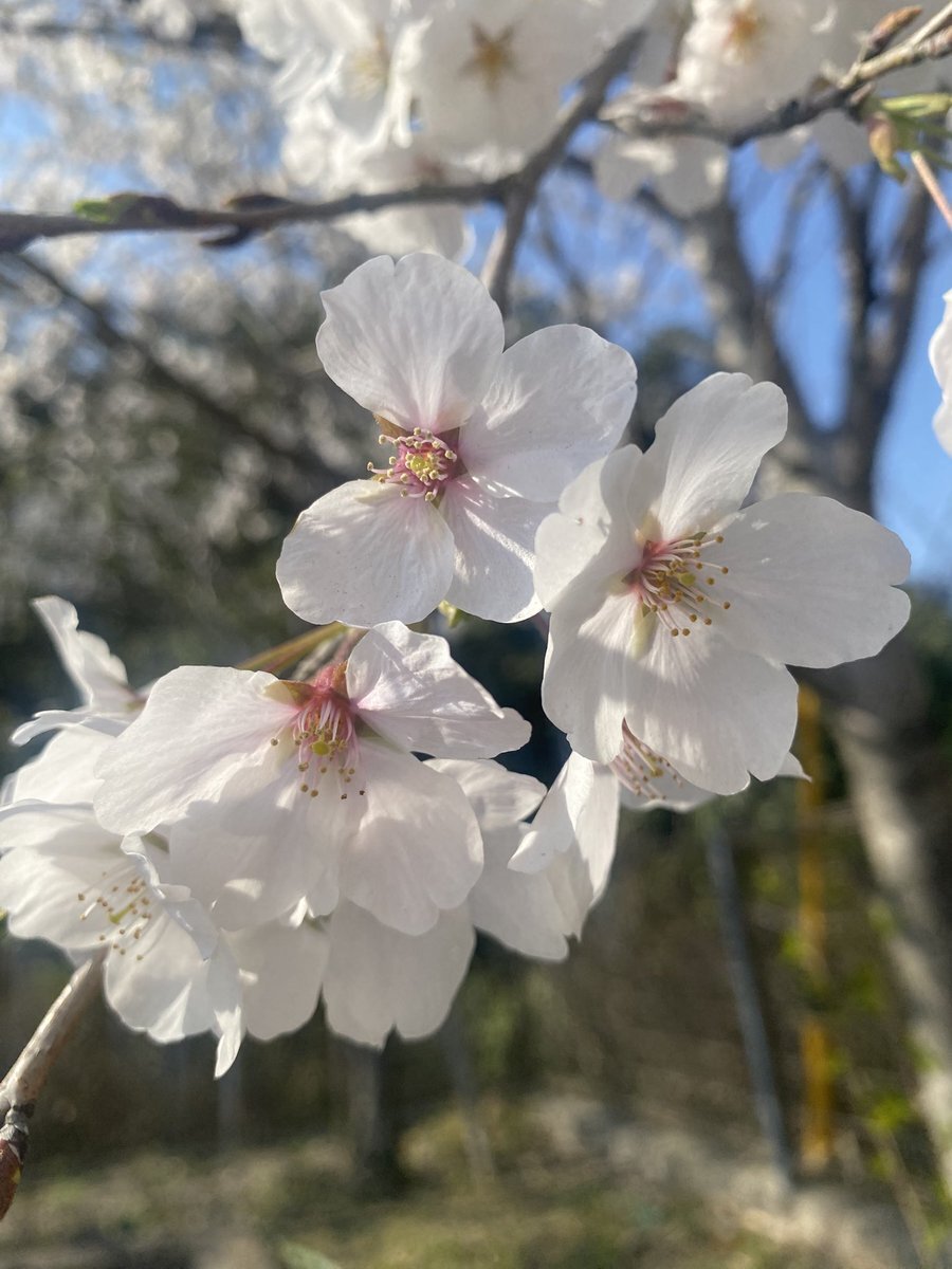 (株)百十四銀行【8386】：株つぶやき - Yahoo!ファイナンス