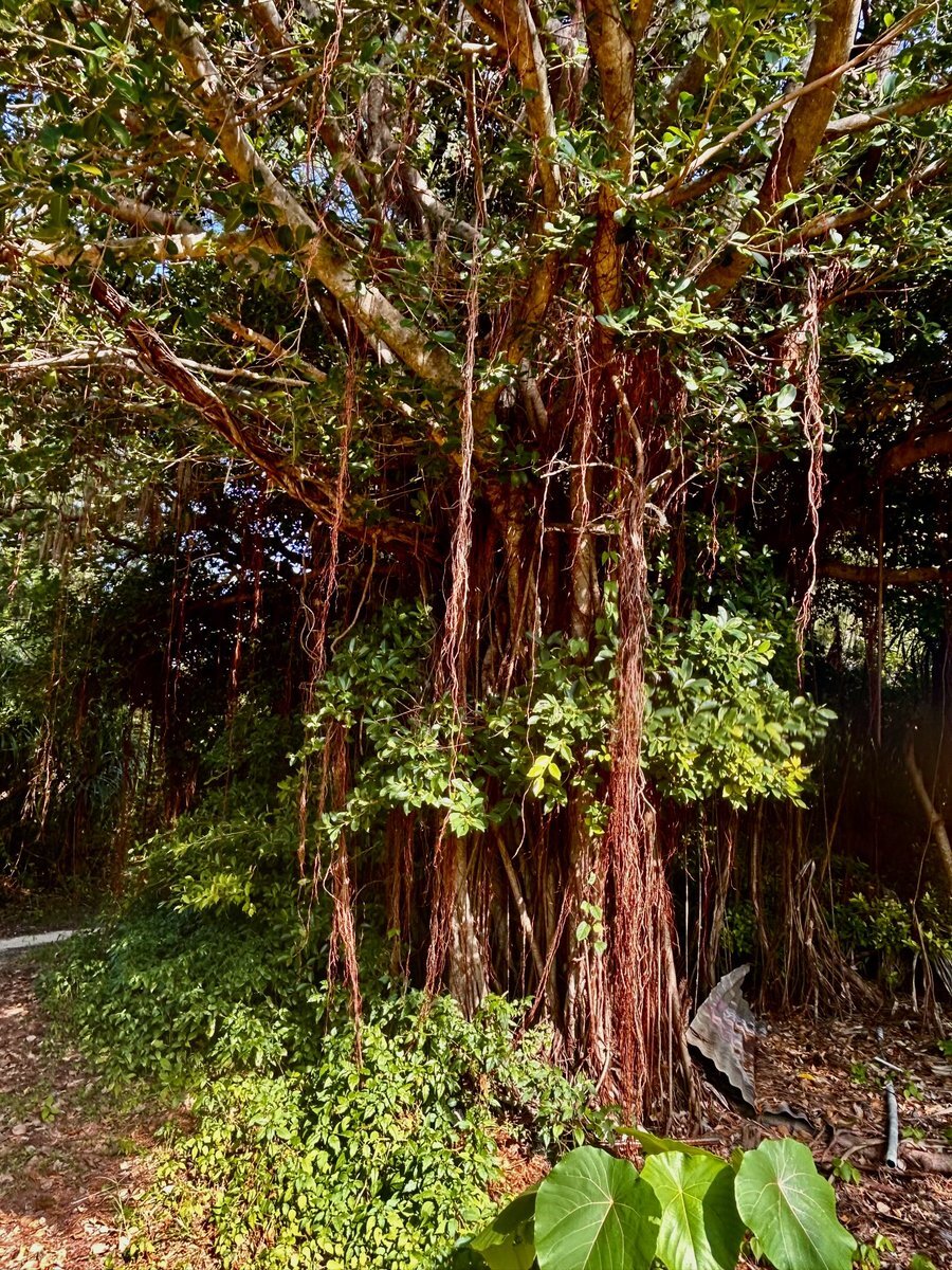 FIG(株)【4392】：株つぶやき - Yahoo!ファイナンス